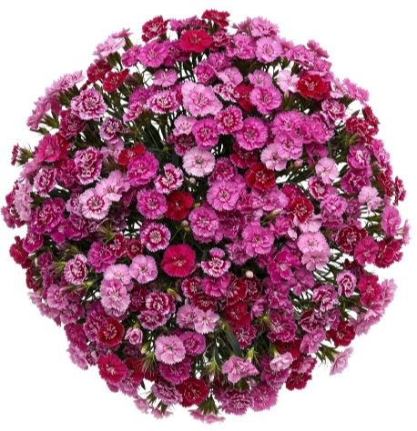 A Unique Bouquet of Sweet Williams – Colourful Fresh Flowers | Flowers ...