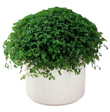 Baby’s-tears in Ceramic Pot – Elegant Indoor Plant by Flowers Box London
