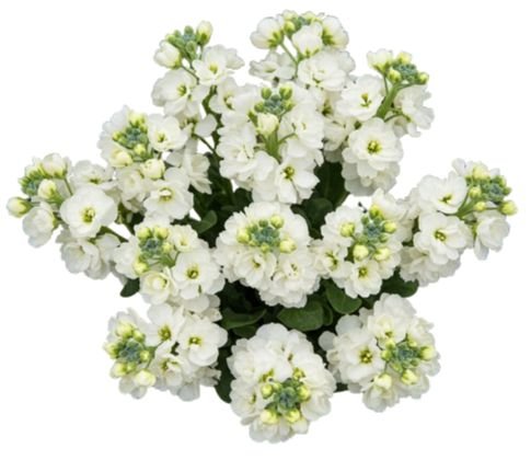Beautiful Fragrant Stock Bouquet – Elegant Scented Flowers | Fast ...