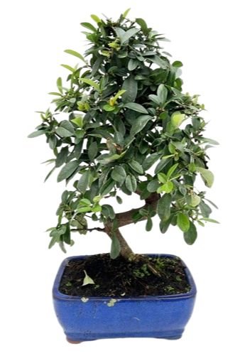 Bonsai Pyracantha Tree – Elegant Miniature Tree for Home or Office ...