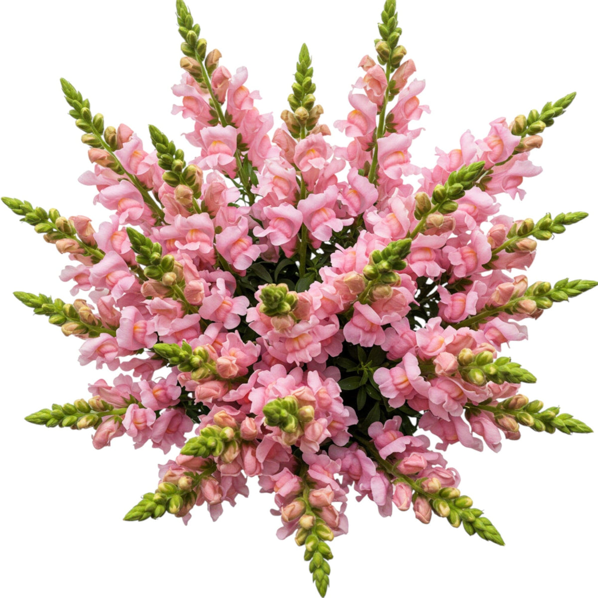 Bouquet of Light Pink Snapdragons by Flowers Box London: Soft Elegance ...
