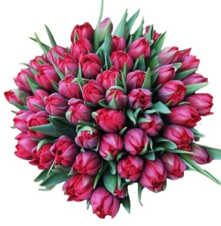 Bouquet of Luxury Red Double Tulips – Elegant Floral Gift by Flowers ...