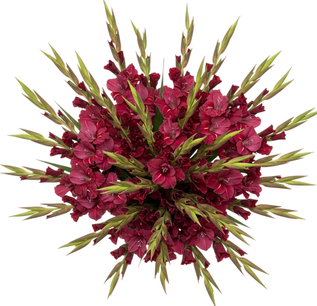 Bouquet of Ruby Red Gladiolus | Bold & Elegant Floral Gift | Flowers ...
