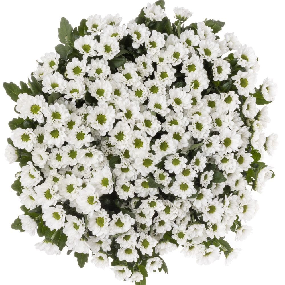 Stunning White Santini Chrysanthemum Bouquet – Fresh Bloom Delivery ...