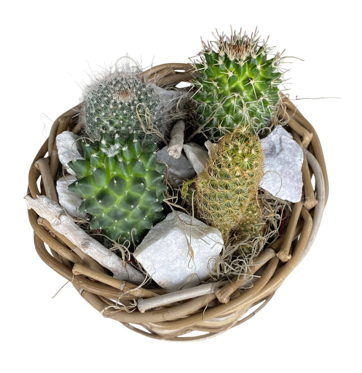 Cacti Arrangement in Round Wicker Basket | Bold & Stylish Plant Gift ...
