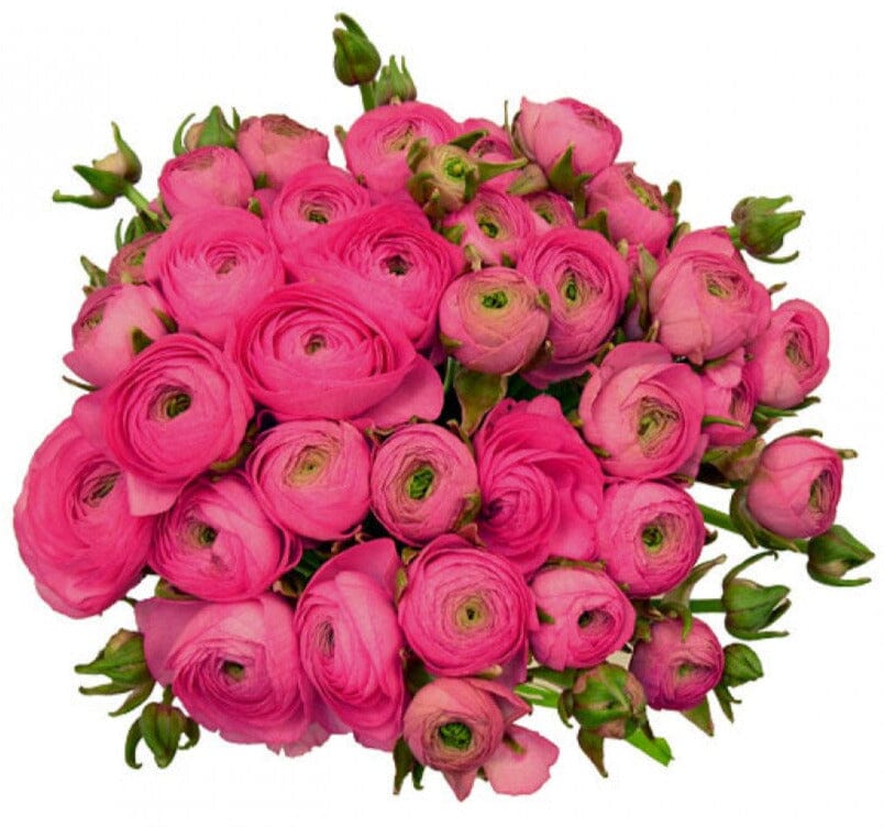 Cerise Ranunculus Bouquet: Vibrant Elegance in Every Bloom – Flowers ...