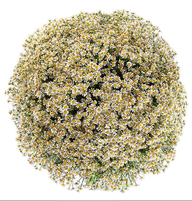 Cheerful Tanacetum Bouquet: Vibrant Joy for Any Occasion | Flowers Box ...