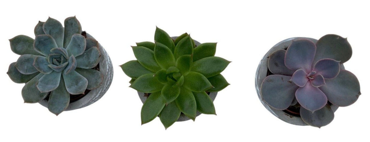 Cute Mini Succulent Trio in Patterned Pots – Fast UK Delivery – Flowers ...