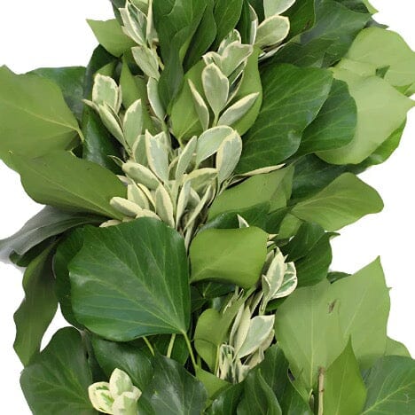 English Ivy and Pittosporum Ilan Classic Green Garland: Timeless ...