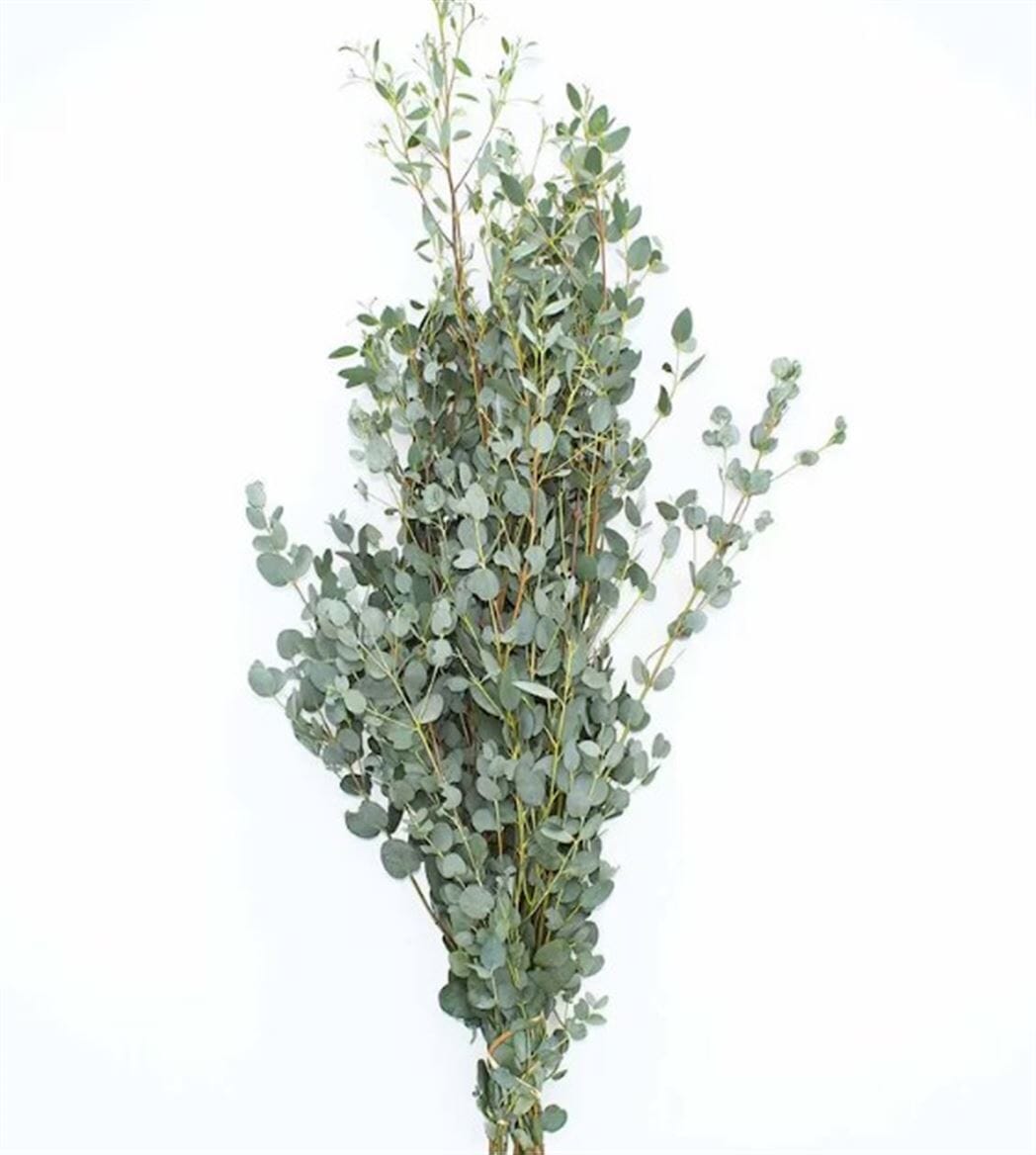 Eucalyptus Gunny Azura | Elegant Foliage for Fresh & Dried Arrangements ...