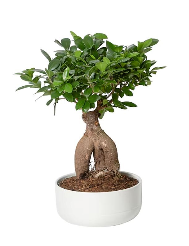 Ficus Microcarpa - Elegant Indoor Bonsai Tree for Home and Office Decor ...