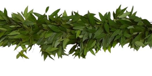 Fresh Bay Laurel Leaves Natural Garland - Aromatic Home Decor| Delivery ...