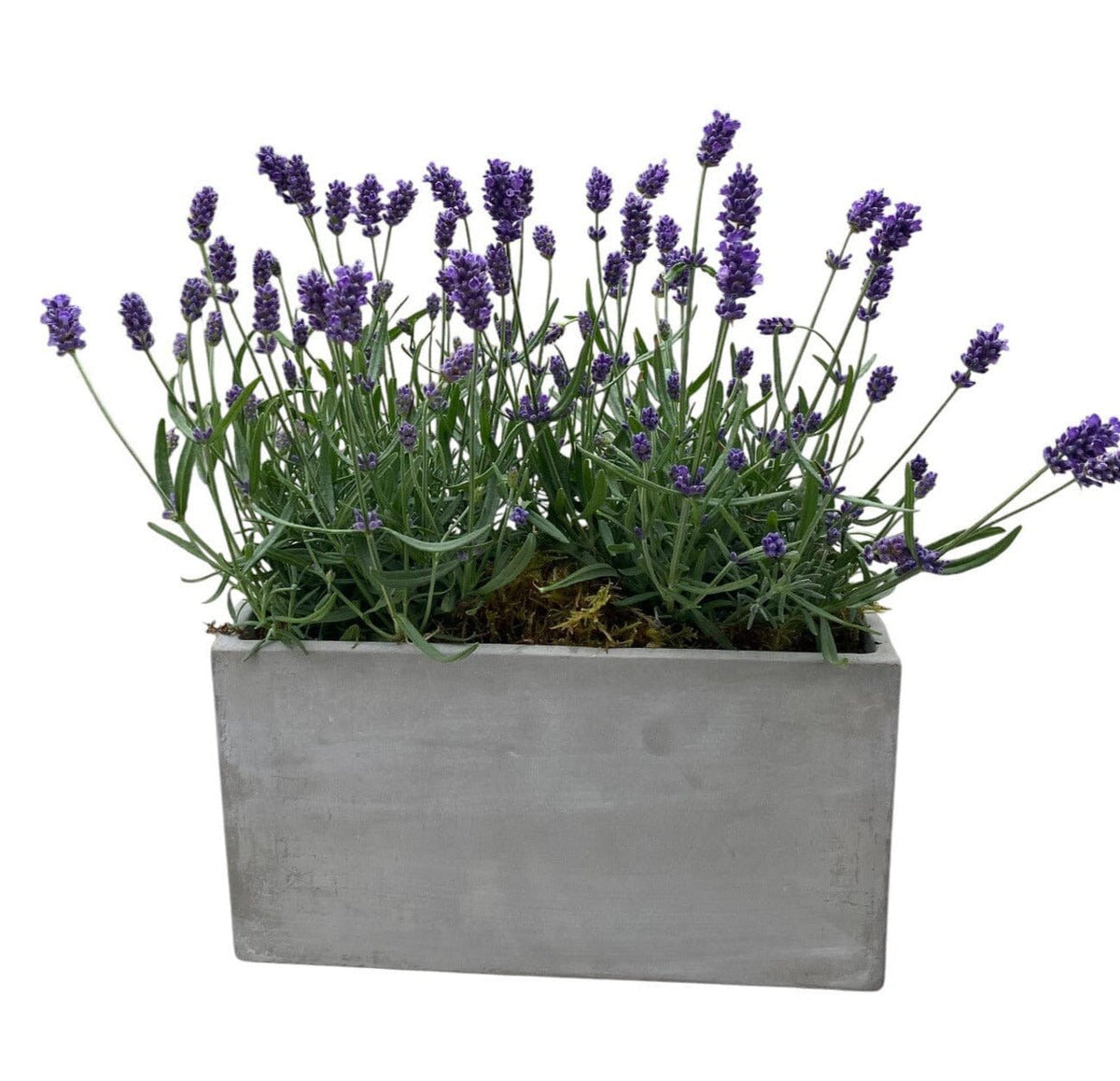 Lavender in Rectangle Cement Pot | Elegant Indoor Plant – Flowers Box ...