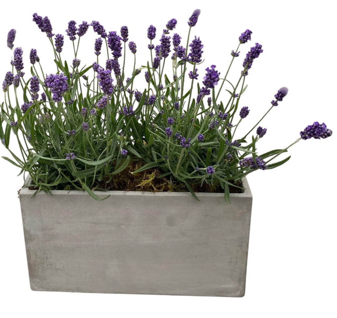 Lavender in Rectangle Cement Pot | Elegant Indoor Plant – Flowers Box ...