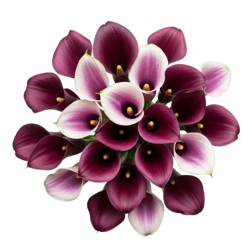 Luxury Bouquet of Purple and Two-Tone Picasso Calla Lily | Flowers Box ...