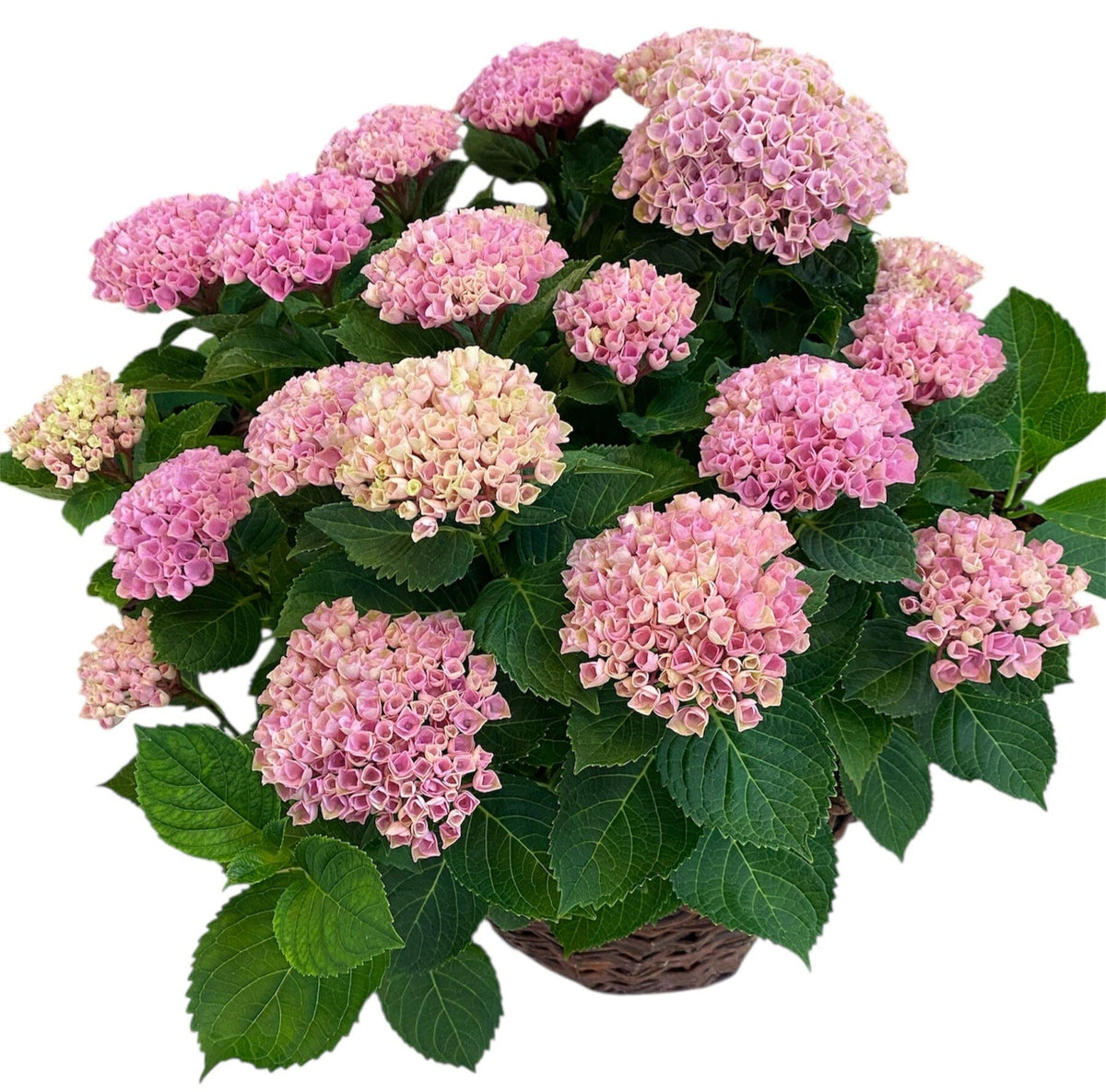 Luxury Magical Revolution Hydrangea Plant in Basket by Flowers Box ...