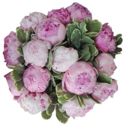 Luxury Peonies Bouquet with Pittosporum Ilan | Elegant Floral ...