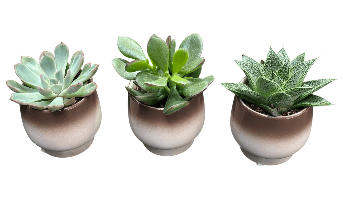 Mini Succulent Trio by Flowers Box London – Fast UK Delivery, Order Now!