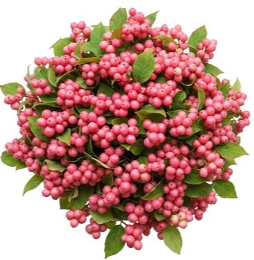 Pink Whisper Berry Dreams Bouquet – Romantic Fresh Flower Arrangement ...