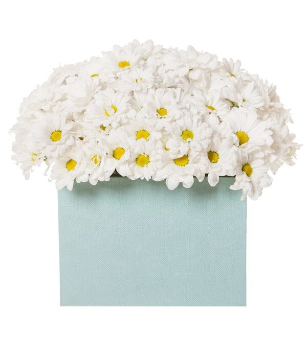 Pretty Box of Daisy Chrysanthemum - Cheerful Floral Arrangement for Any ...