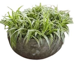 Spider Plant in Ceramic Bowl | Stylish Indoor Plant Gift | Flowers Box ...