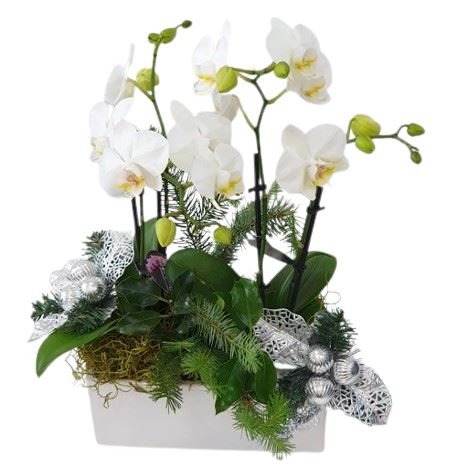 Wonderland Phalaenopsis Orchids in Rectangle Pot - Convenient Delivery ...