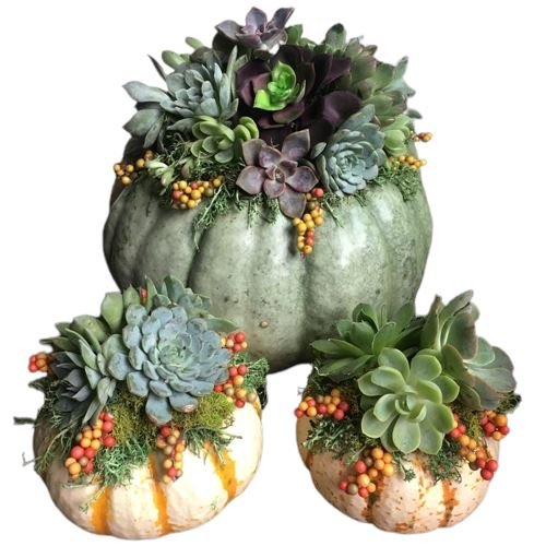 Autumn Succulent Pumpkin Set – Unique Fall Décor for Every Home ...