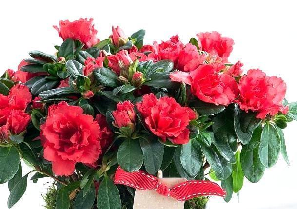 Basket of Azalea Plant - By Flowers Box London | Buy Now