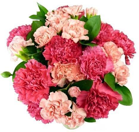 Timeless Elegance: Classic Pink Carnations Bouquet | Delivery in UK ...